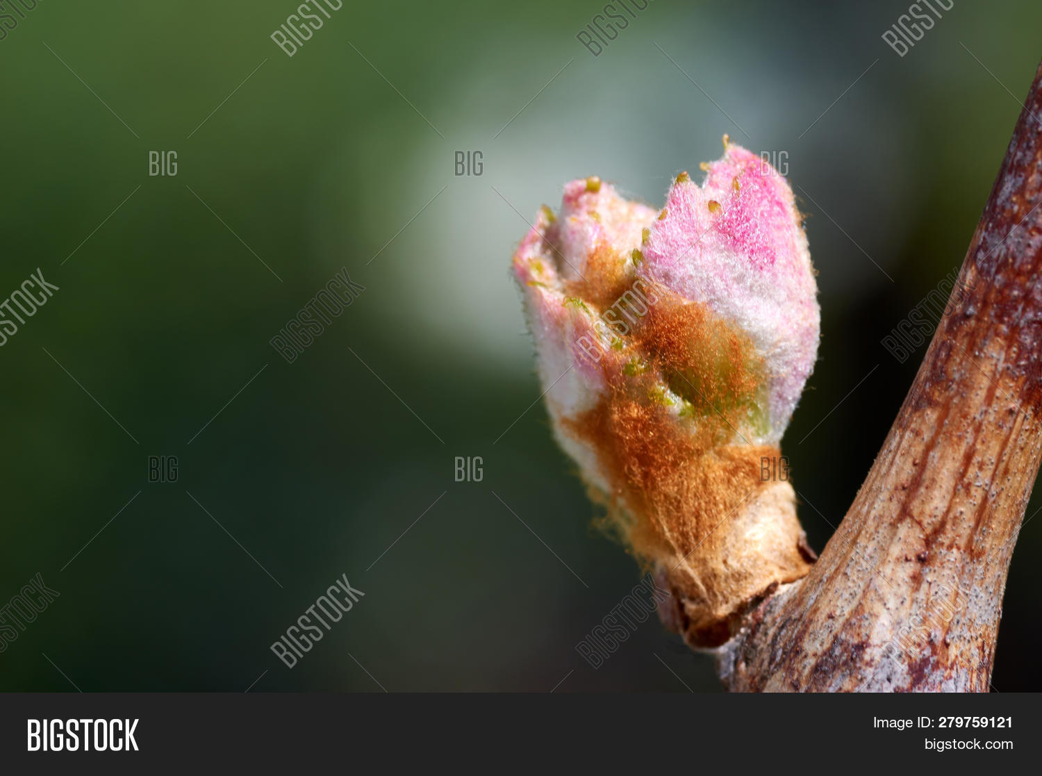 Young Inflorescence Image & Photo (Free Trial) | Bigstock