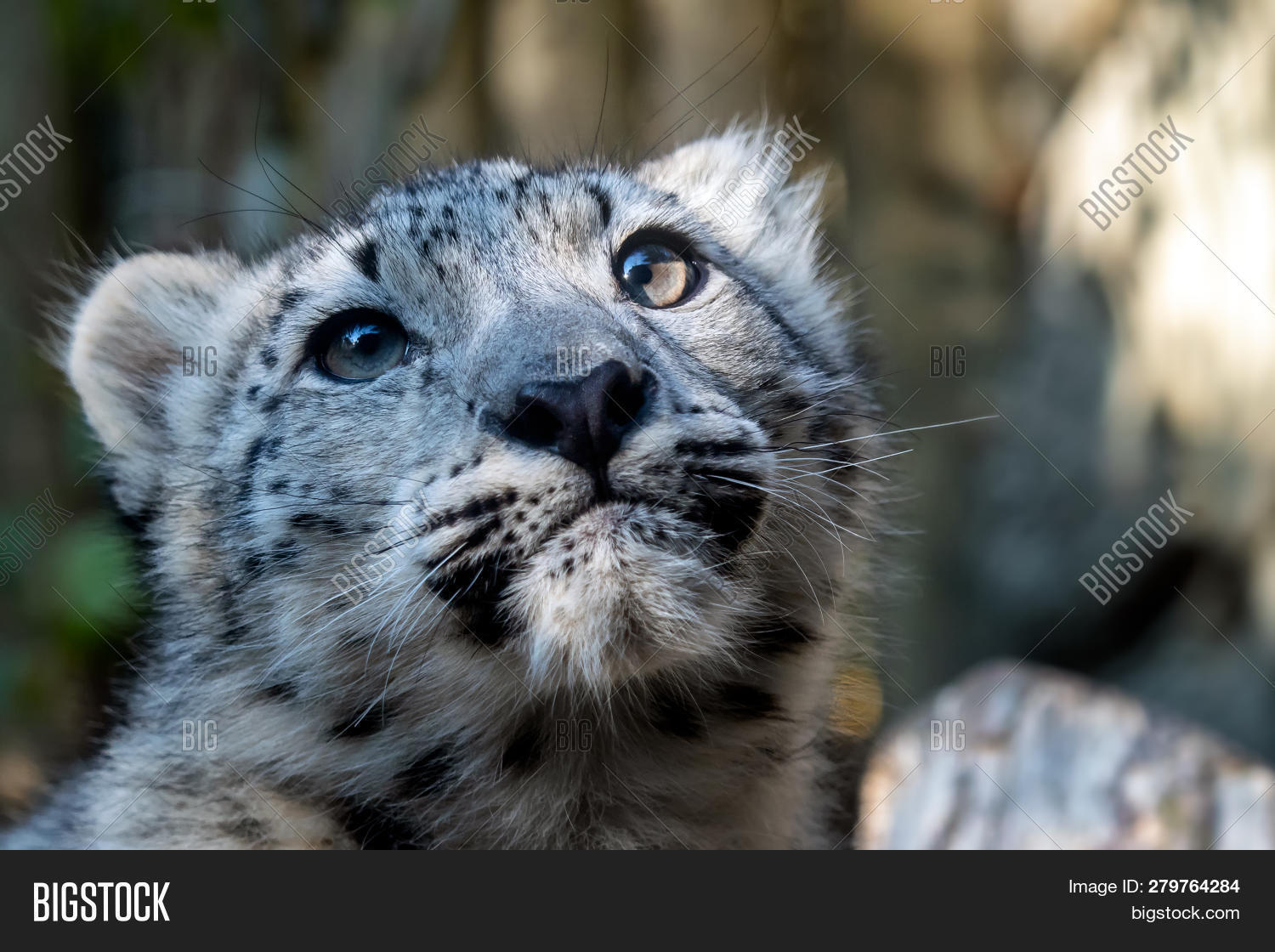 Kitten Snow Leopard - Image & Photo (Free Trial) | Bigstock
