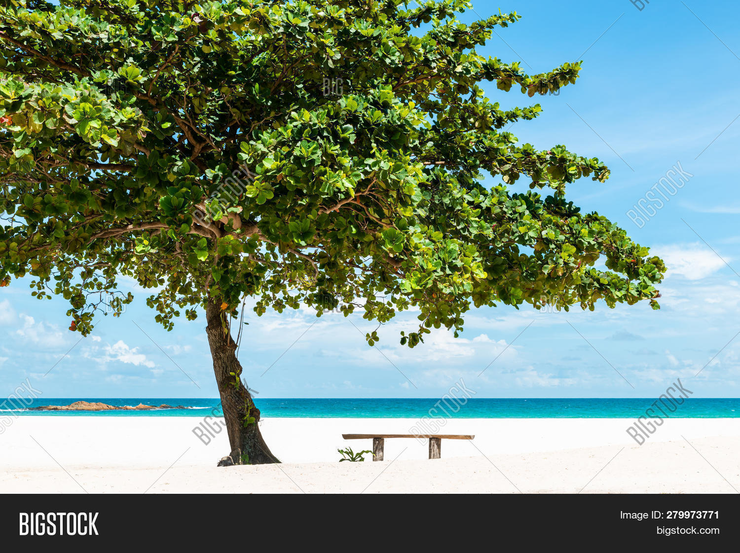 Bench Under Tree On Image & Photo (Free Trial) | Bigstock