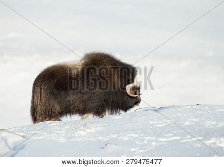 Close- Musk Ox Snow, Image & Photo (Free Trial) | Bigstock