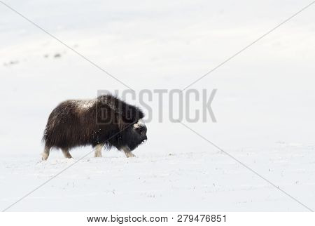 Close- Musk Ox Walking Image & Photo (Free Trial) | Bigstock