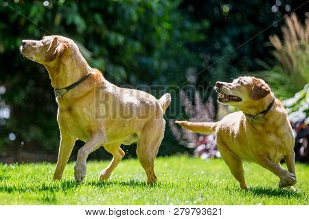 Two Labradors About Image & Photo (Free Trial) | Bigstock