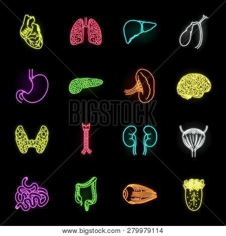 Human Organs Neon Vector & Photo (Free Trial) | Bigstock