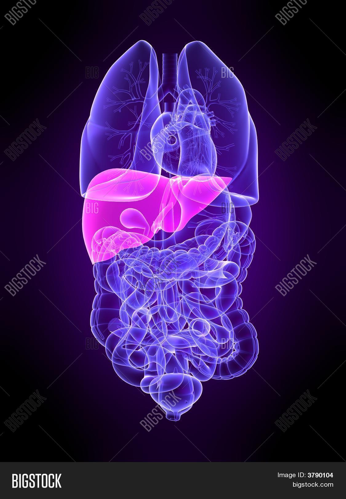 Liver Image & Photo (Free Trial) | Bigstock
