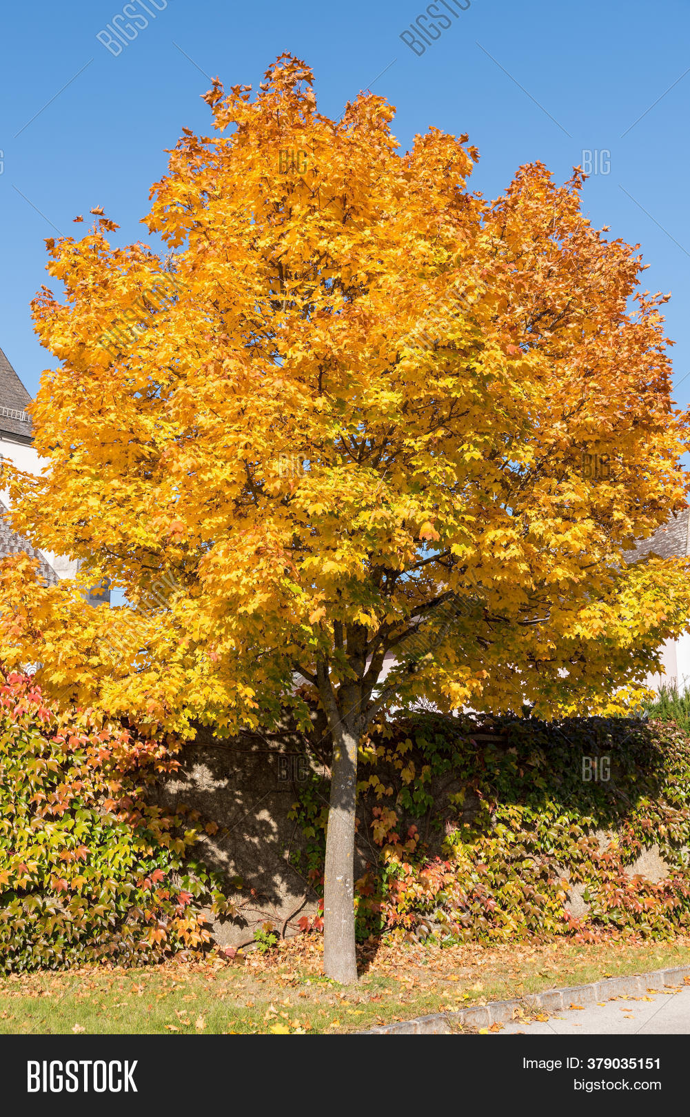 Glowing Maple Tree Image & Photo (Free Trial) | Bigstock