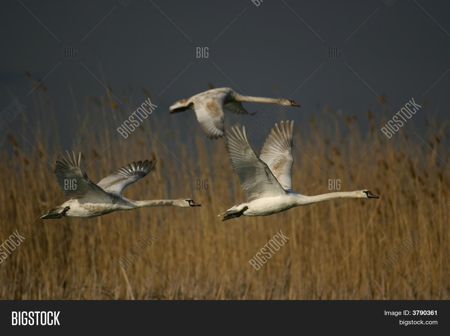 Three Flying Swans Image & Photo (Free Trial) | Bigstock