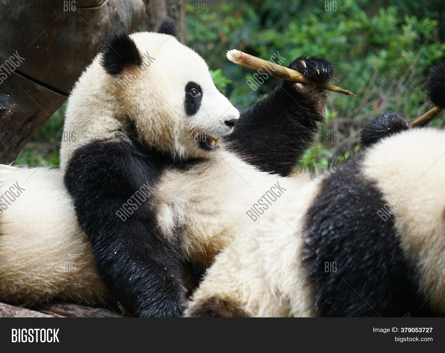 Giant Panda Sitting Image & Photo (Free Trial) | Bigstock