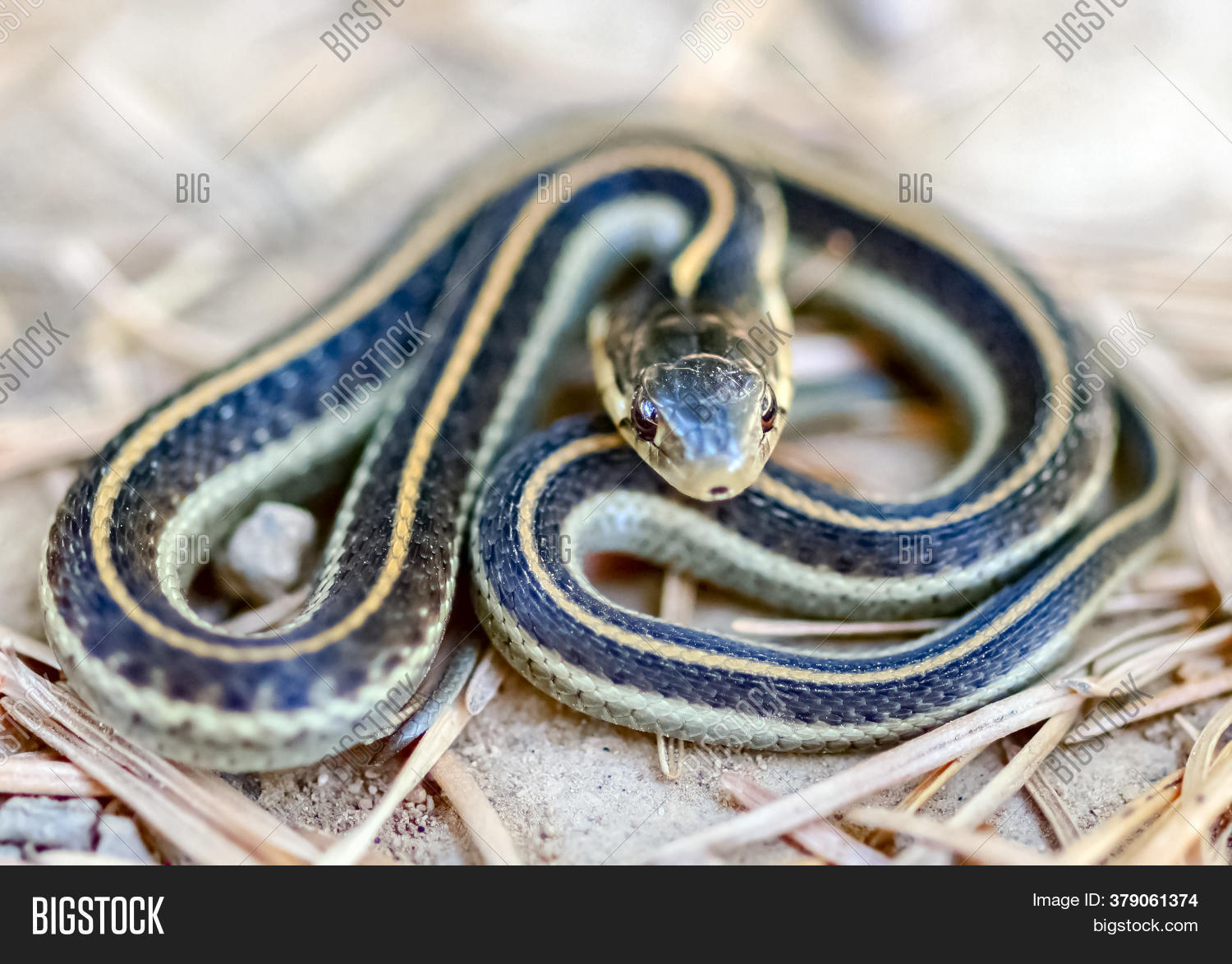 Coast Garter Snake Image & Photo (Free Trial) | Bigstock