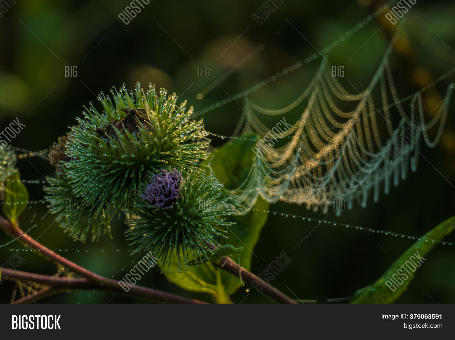 Burr Thorns Cobwebs Image & Photo (Free Trial) | Bigstock
