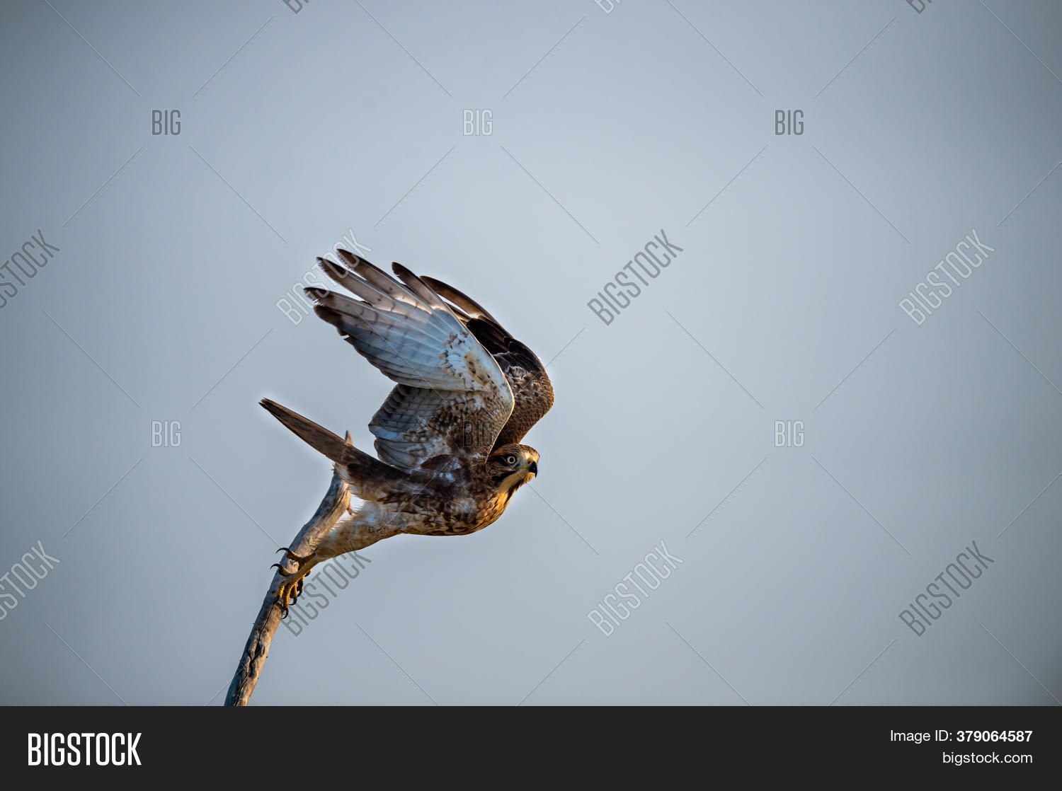 White Eyed Buzzard Image & Photo (Free Trial) | Bigstock