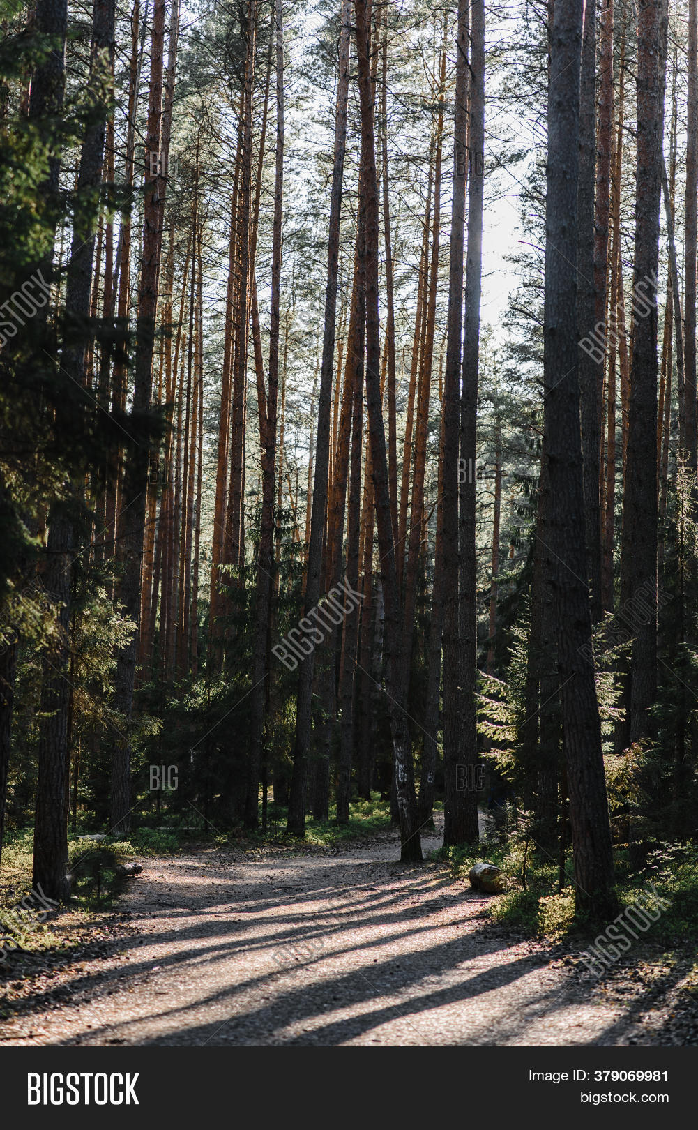 Pine Forest Pine Wood Image & Photo (Free Trial) | Bigstock