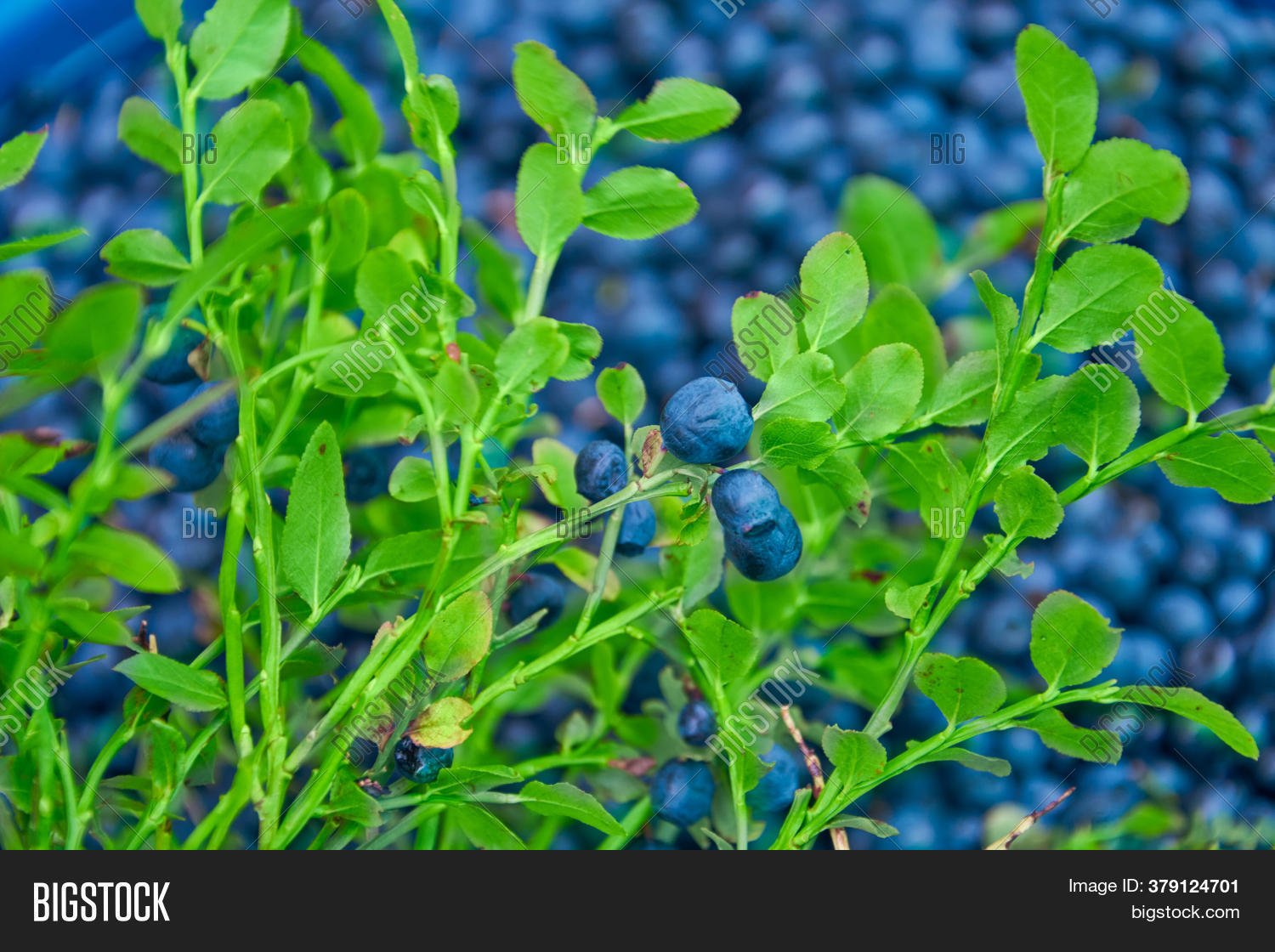 Blurred Fresh Ripe Image & Photo (Free Trial) | Bigstock