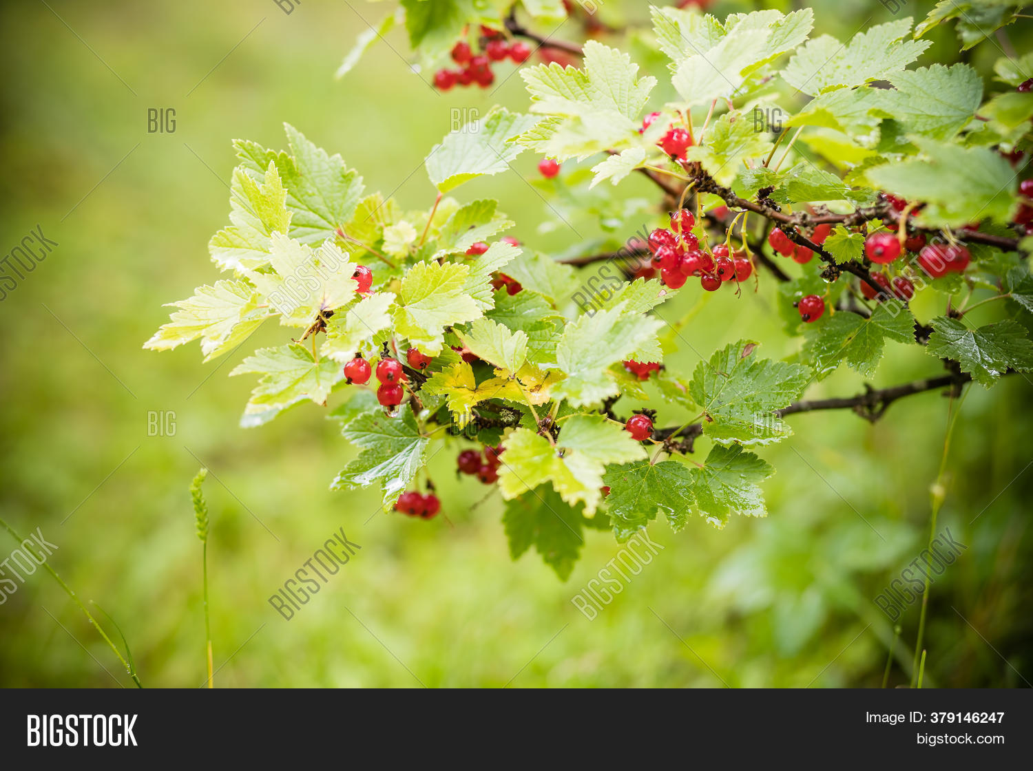 Red Currant Bush Ripe Image & Photo (Free Trial) | Bigstock