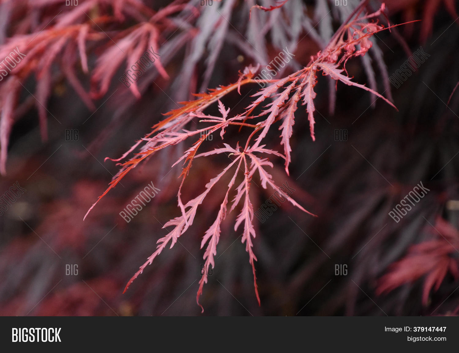 Look Pretty Leaves On Image & Photo (Free Trial) | Bigstock