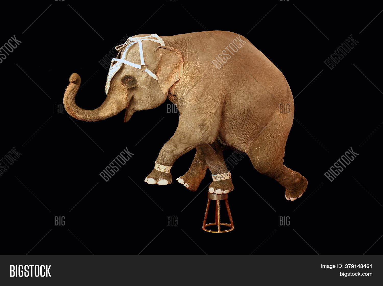 Elephant Stands On One Image & Photo (Free Trial) | Bigstock