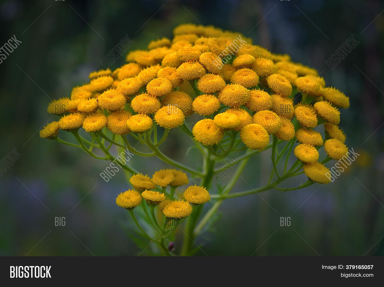Tansy Tanacetum Image & Photo (Free Trial) | Bigstock