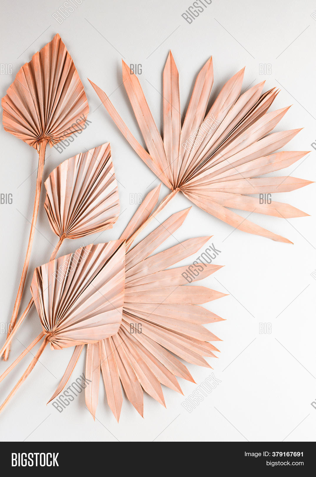 Beauty Dried Palm Image & Photo (Free Trial) | Bigstock