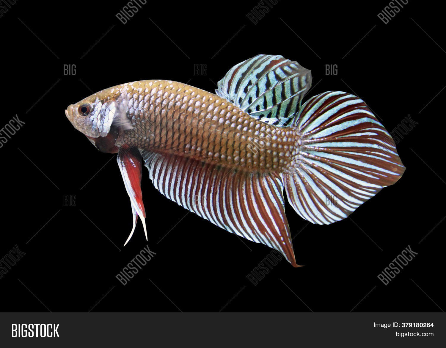Betta Wild Image & Photo (Free Trial) | Bigstock