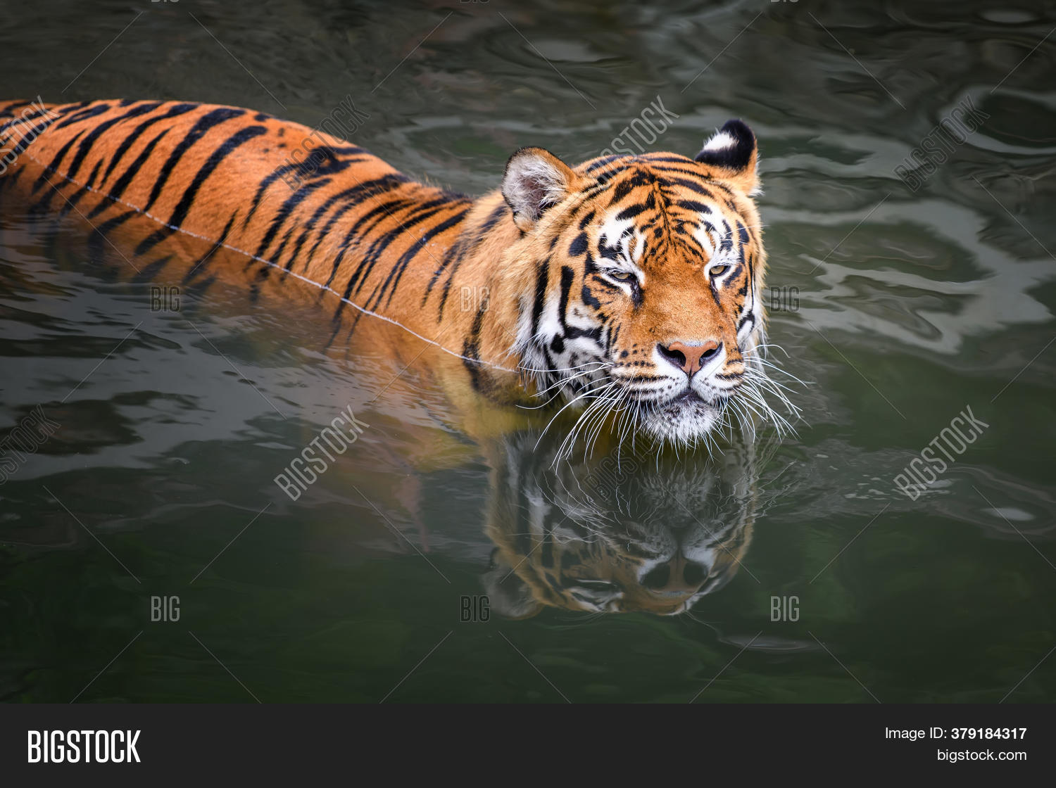 Tiger Swimming Water Image & Photo (Free Trial) | Bigstock