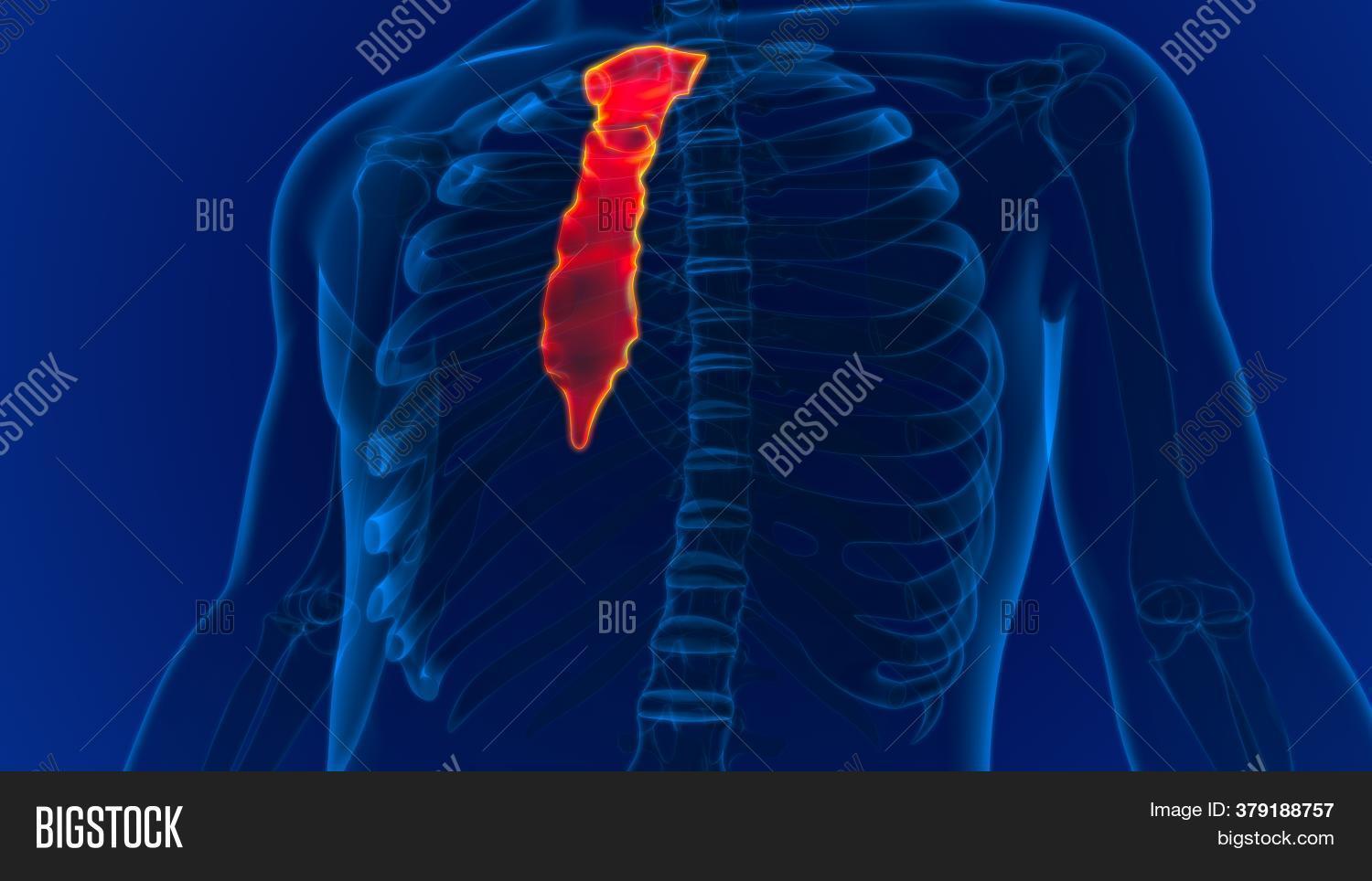 Human Skeleton Sternum Image & Photo (Free Trial) | Bigstock
