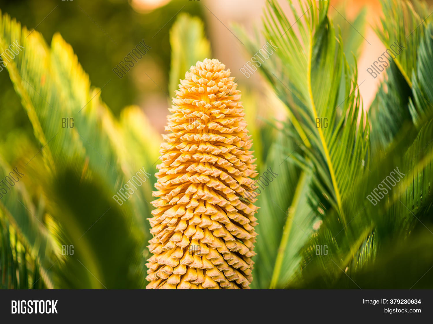 Flower Sago Palm Image & Photo (Free Trial) | Bigstock