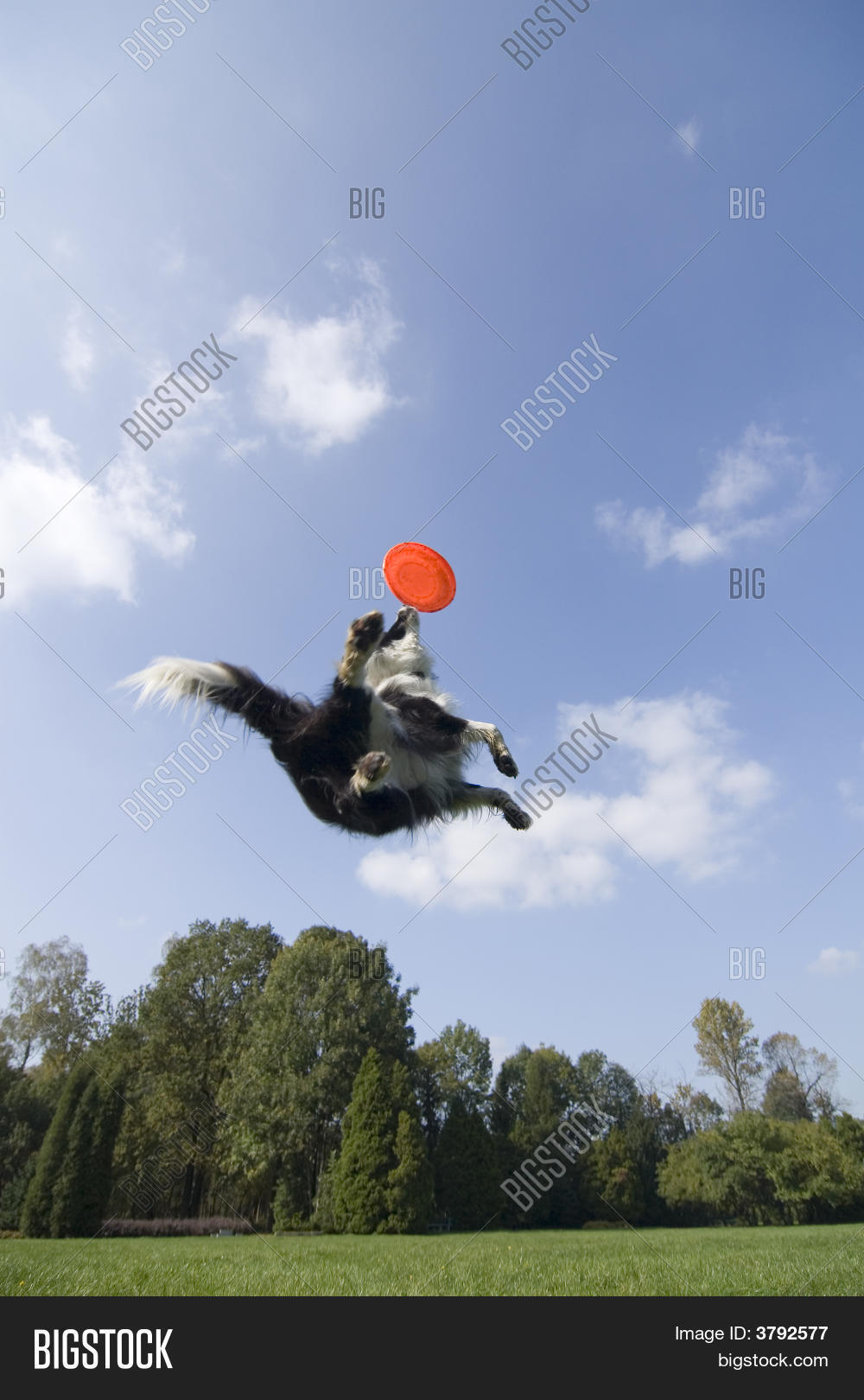 Flying Dog Image & Photo (Free Trial) | Bigstock