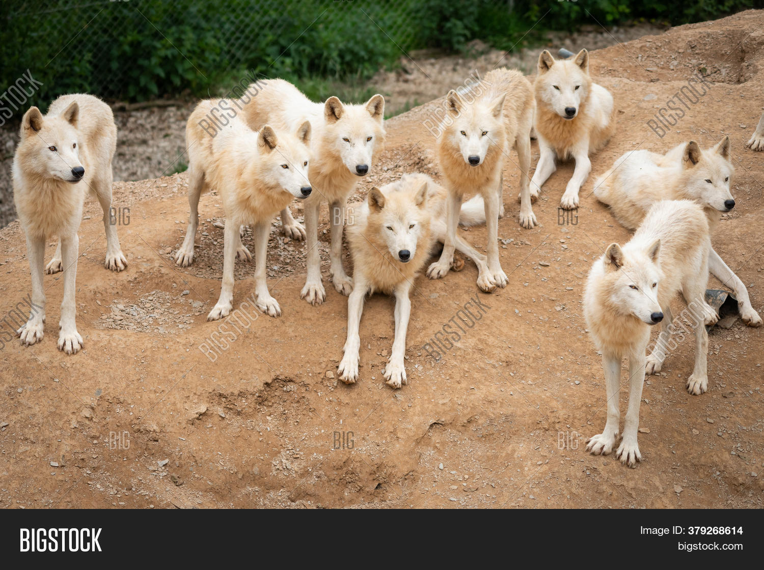 Hudson Bay Wolf Image & Photo (Free Trial) | Bigstock