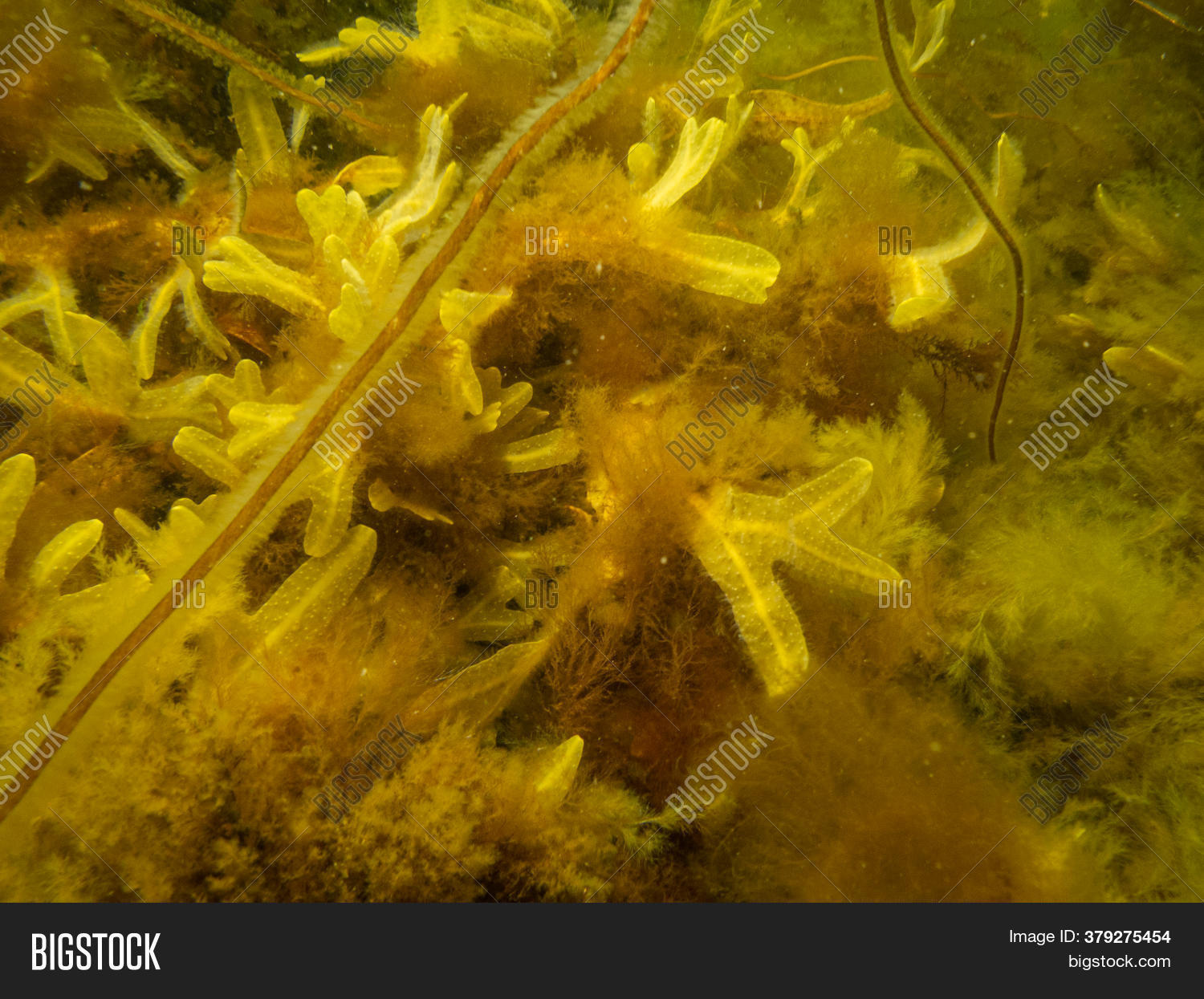 Closeup Fucus Image & Photo (Free Trial) | Bigstock