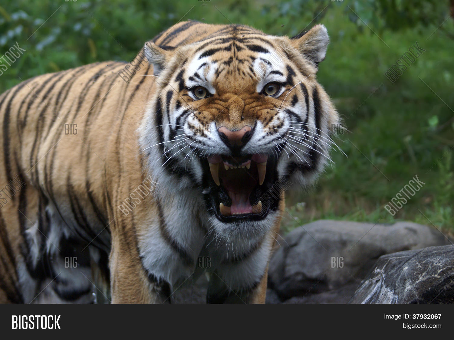 Siberian "Amur" Tiger Image & Photo (Free Trial) | Bigstock