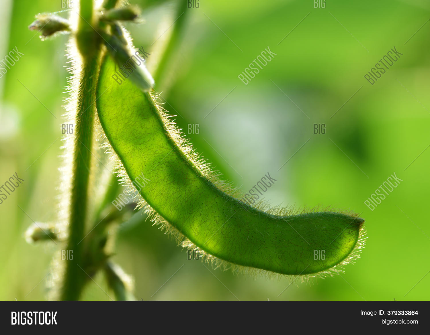 Soybean Pod Close . Image & Photo (Free Trial) | Bigstock