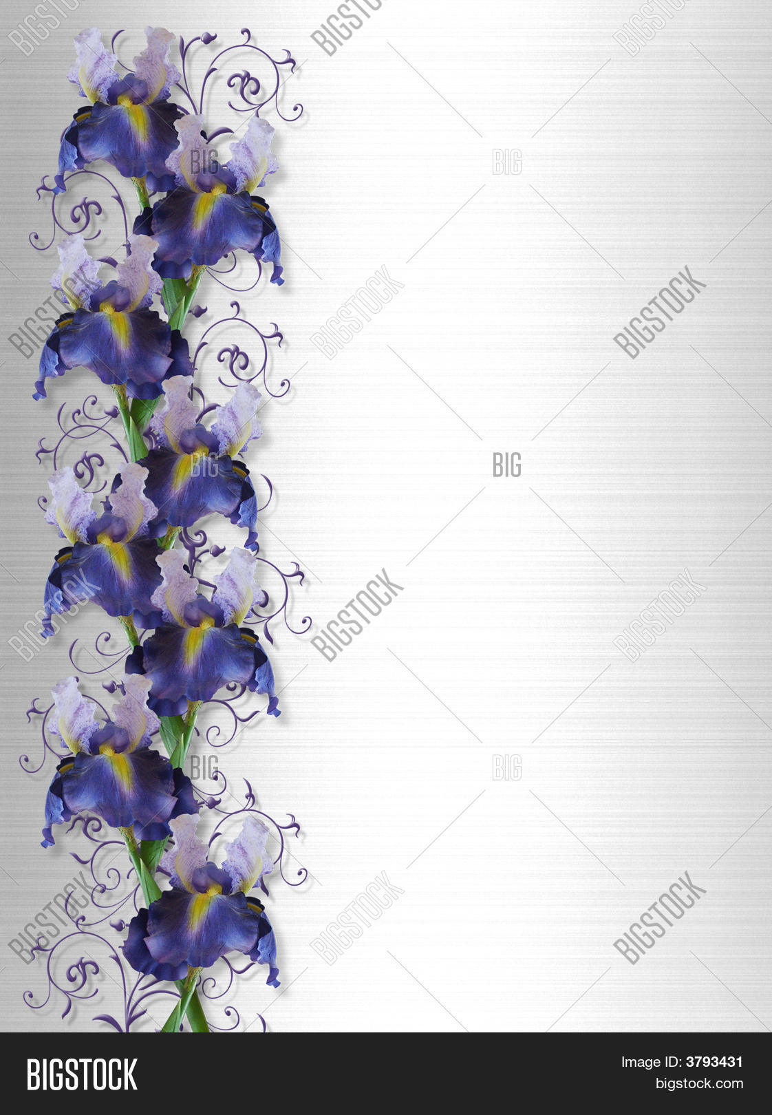 Iris Border On White Image & Photo (Free Trial) | Bigstock