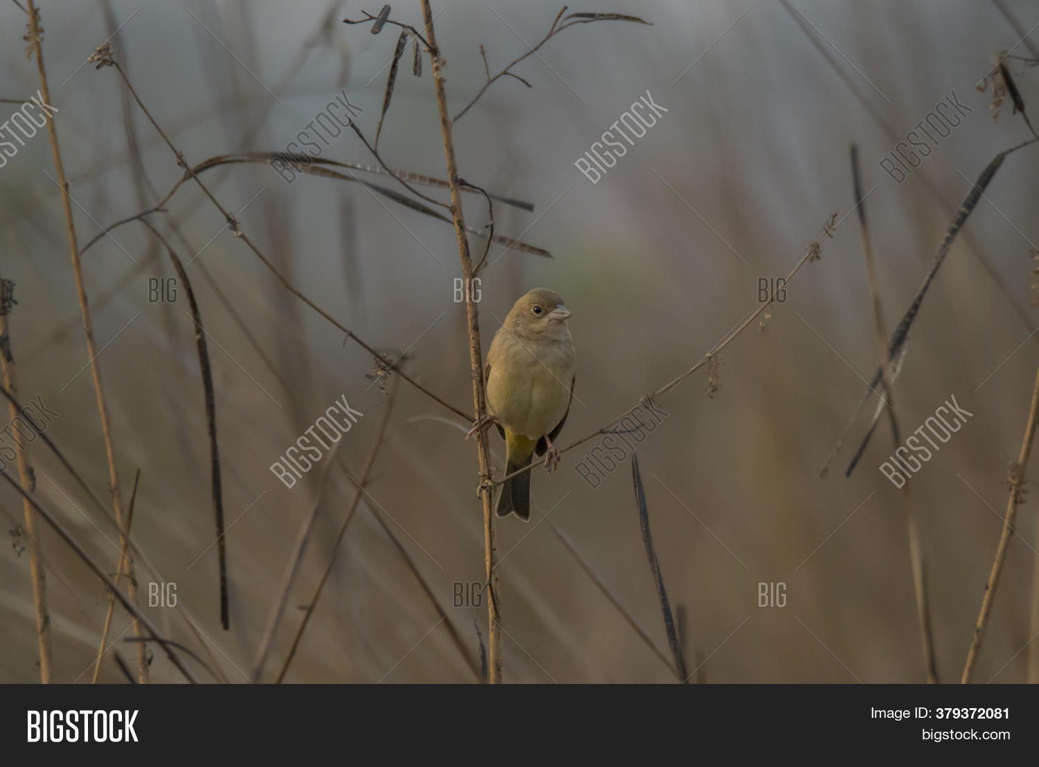 Wild Bird On Tree Image & Photo (Free Trial) | Bigstock