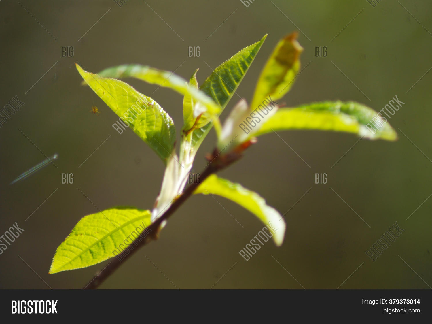Tree Branch Bud, Small Image & Photo (Free Trial) | Bigstock