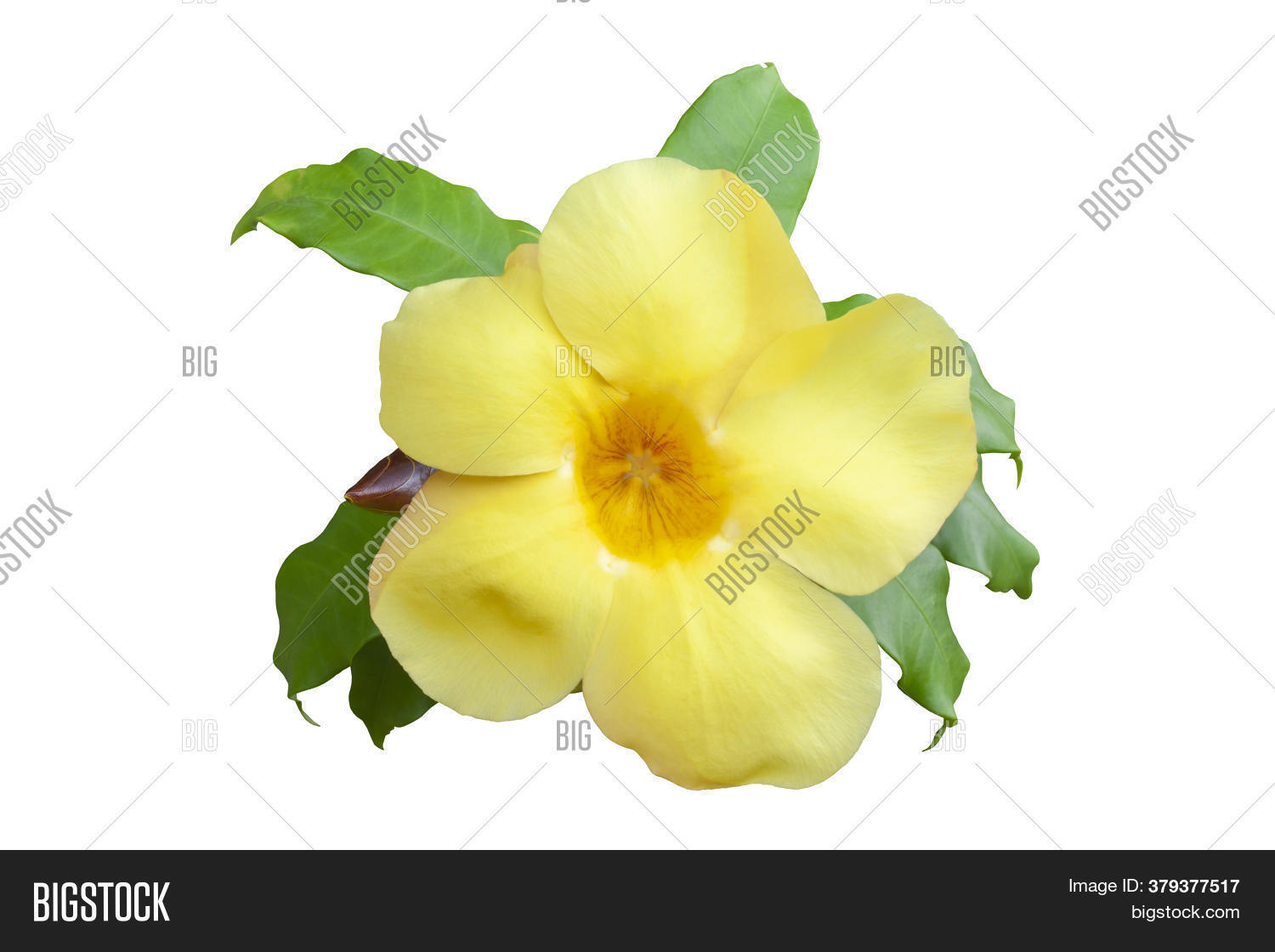Yellow Allamanda Image & Photo (Free Trial) | Bigstock