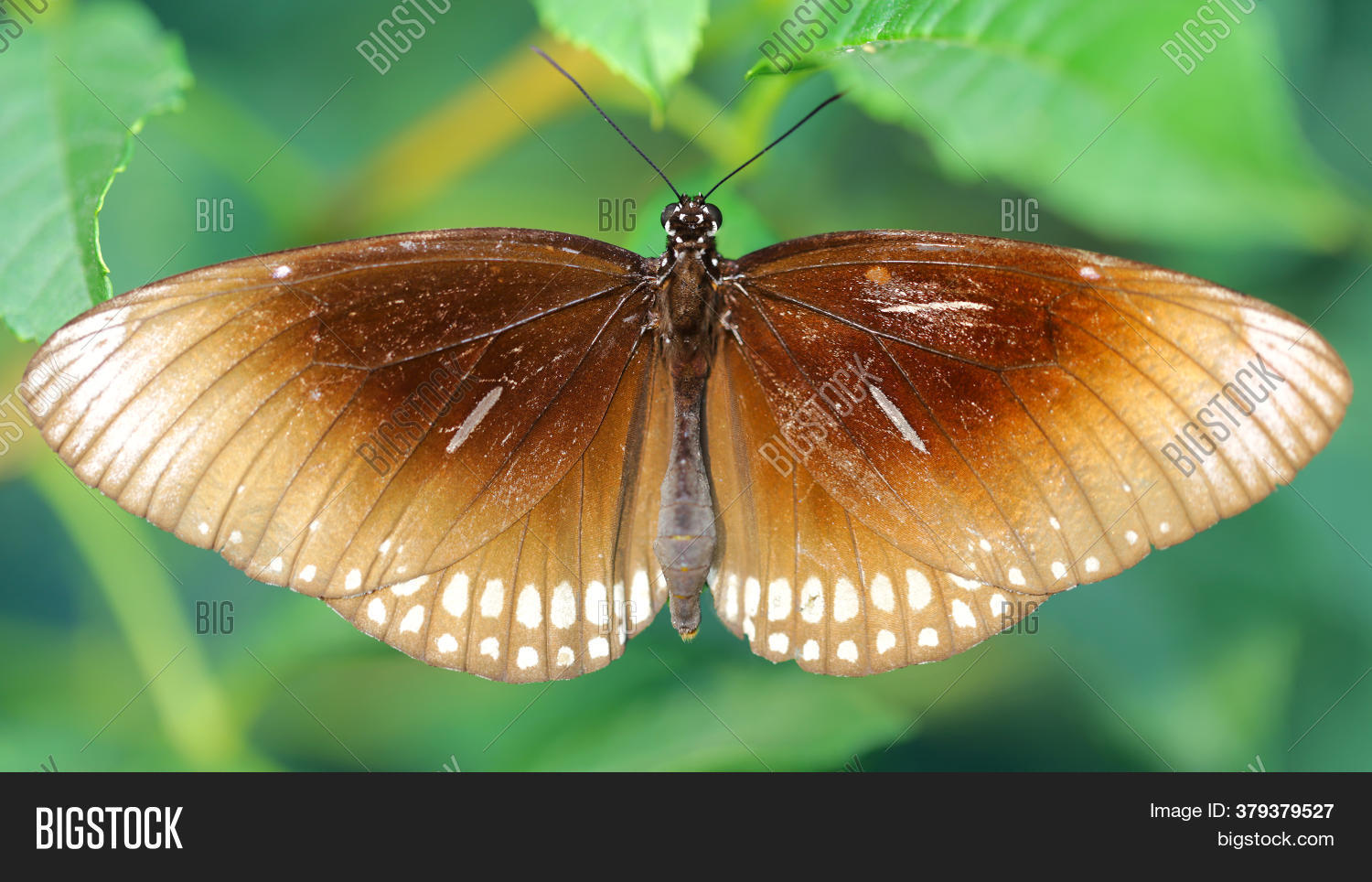 Brown Monarch Image & Photo (Free Trial) | Bigstock