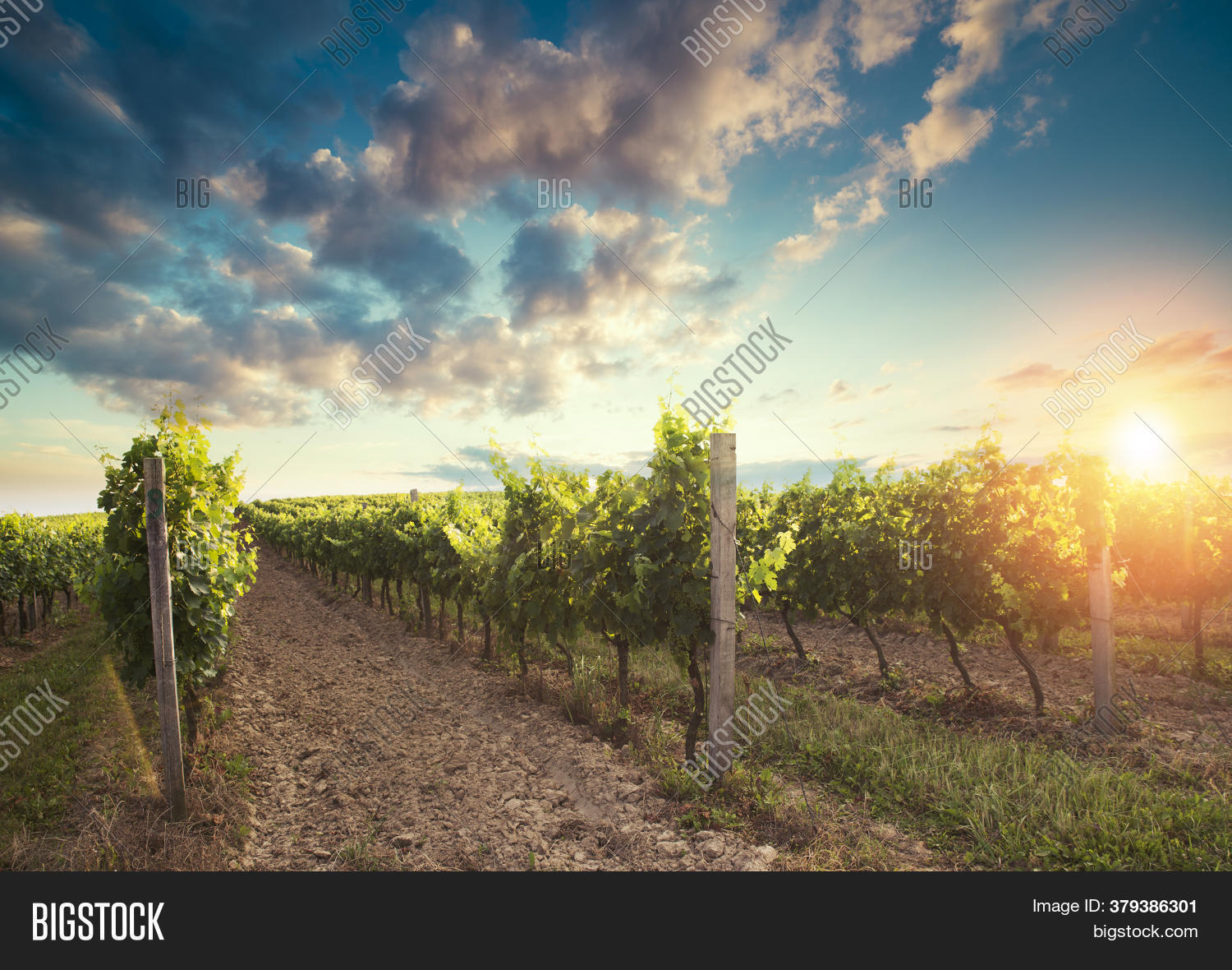 Scenery Vineyard Along Image & Photo (Free Trial) | Bigstock