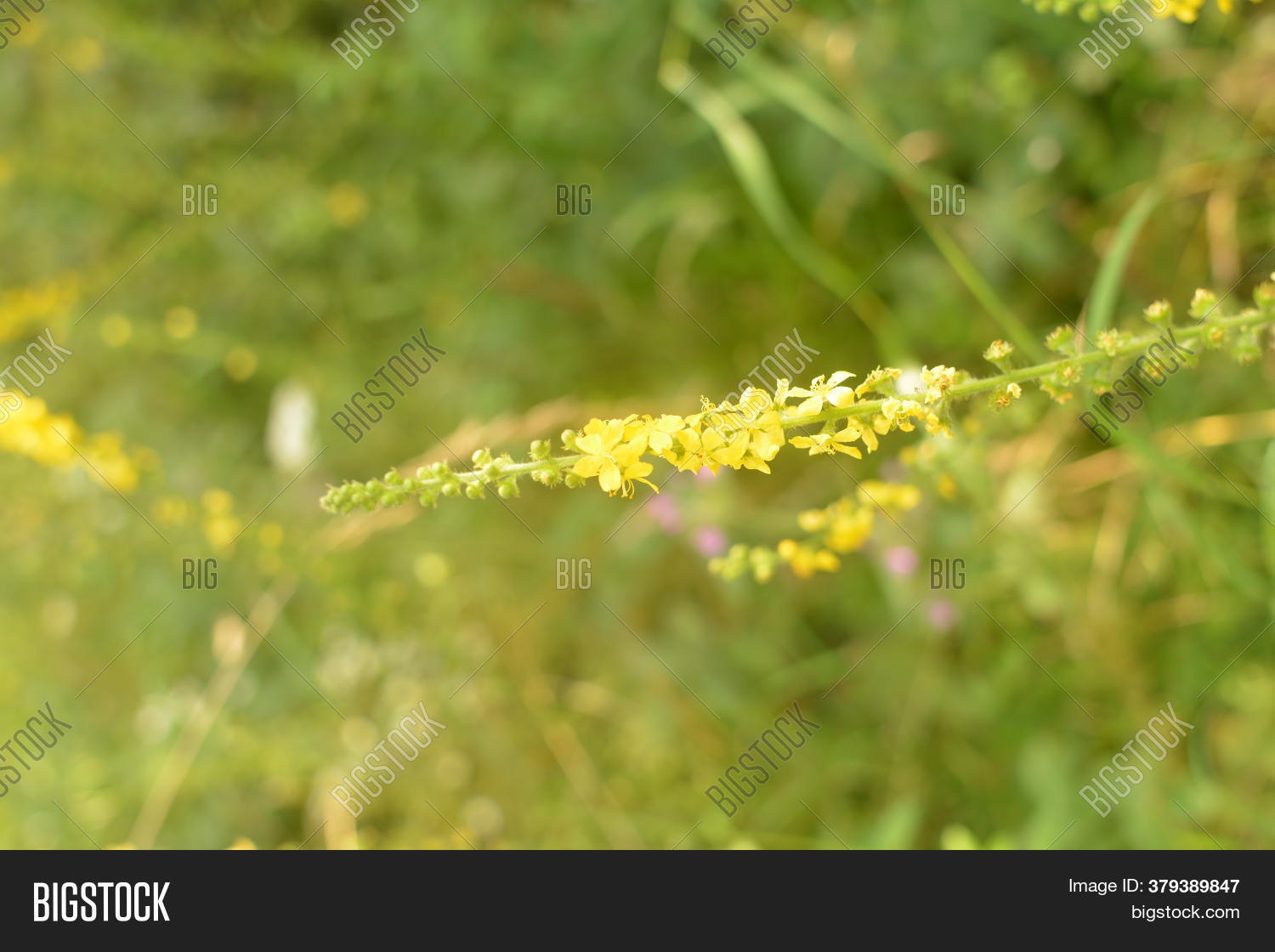 Common Agrimony ( Image & Photo (Free Trial) | Bigstock