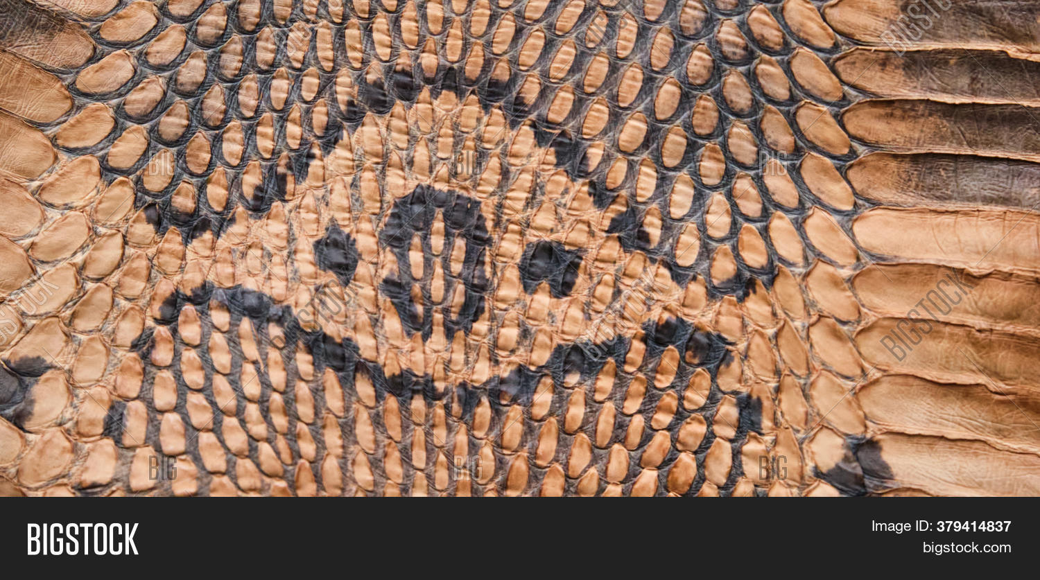 Texture Snakes Head Image & Photo (Free Trial) | Bigstock