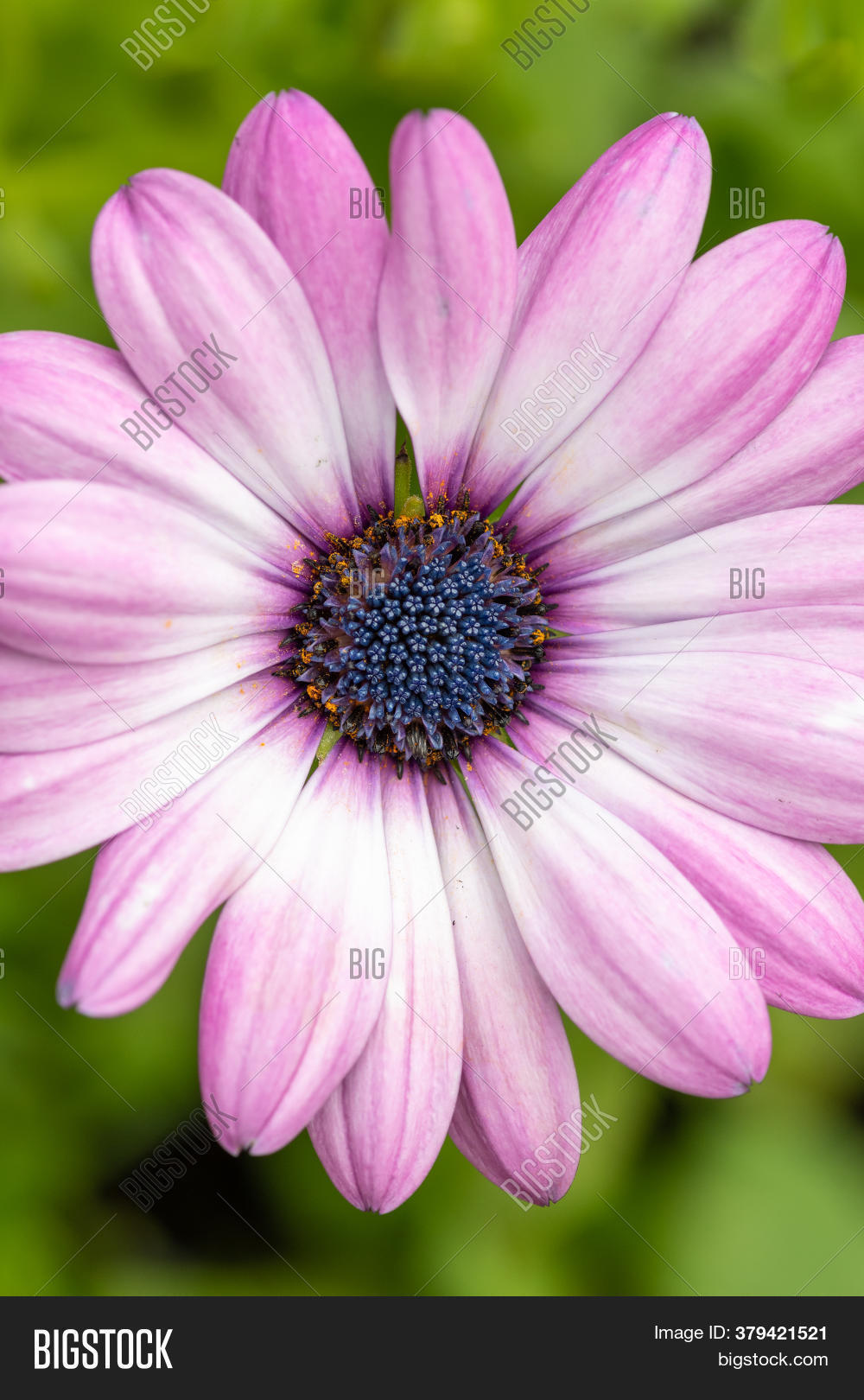 Close Pink African Image & Photo (Free Trial) | Bigstock