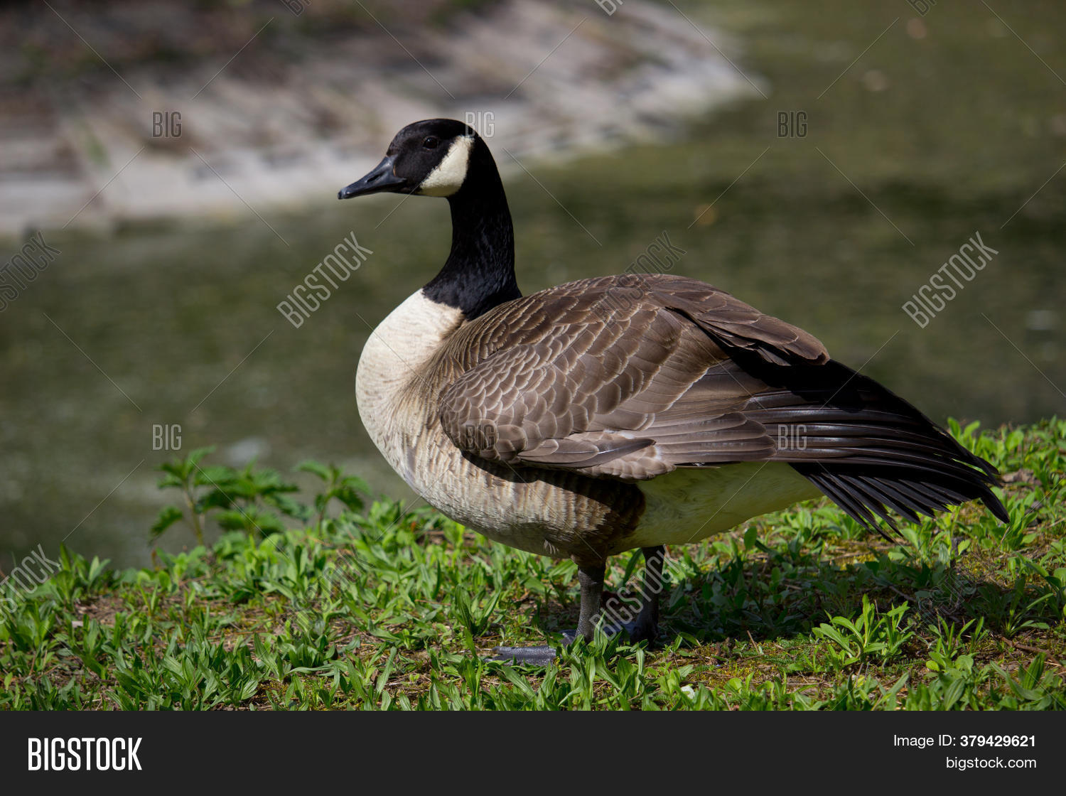 Wild Goose Standing On Image & Photo (Free Trial) | Bigstock