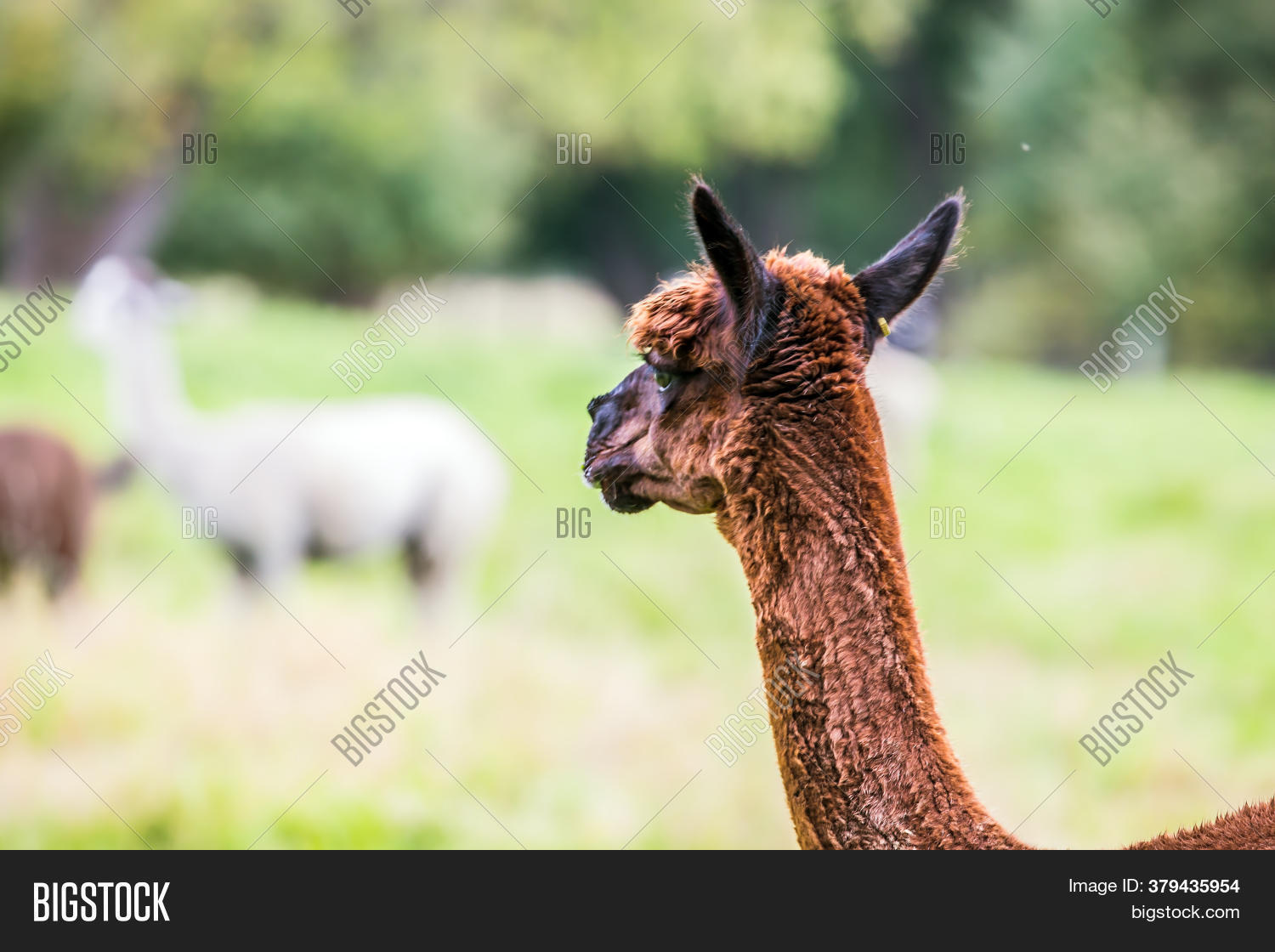 Charming Brown Llama Image & Photo (Free Trial) | Bigstock