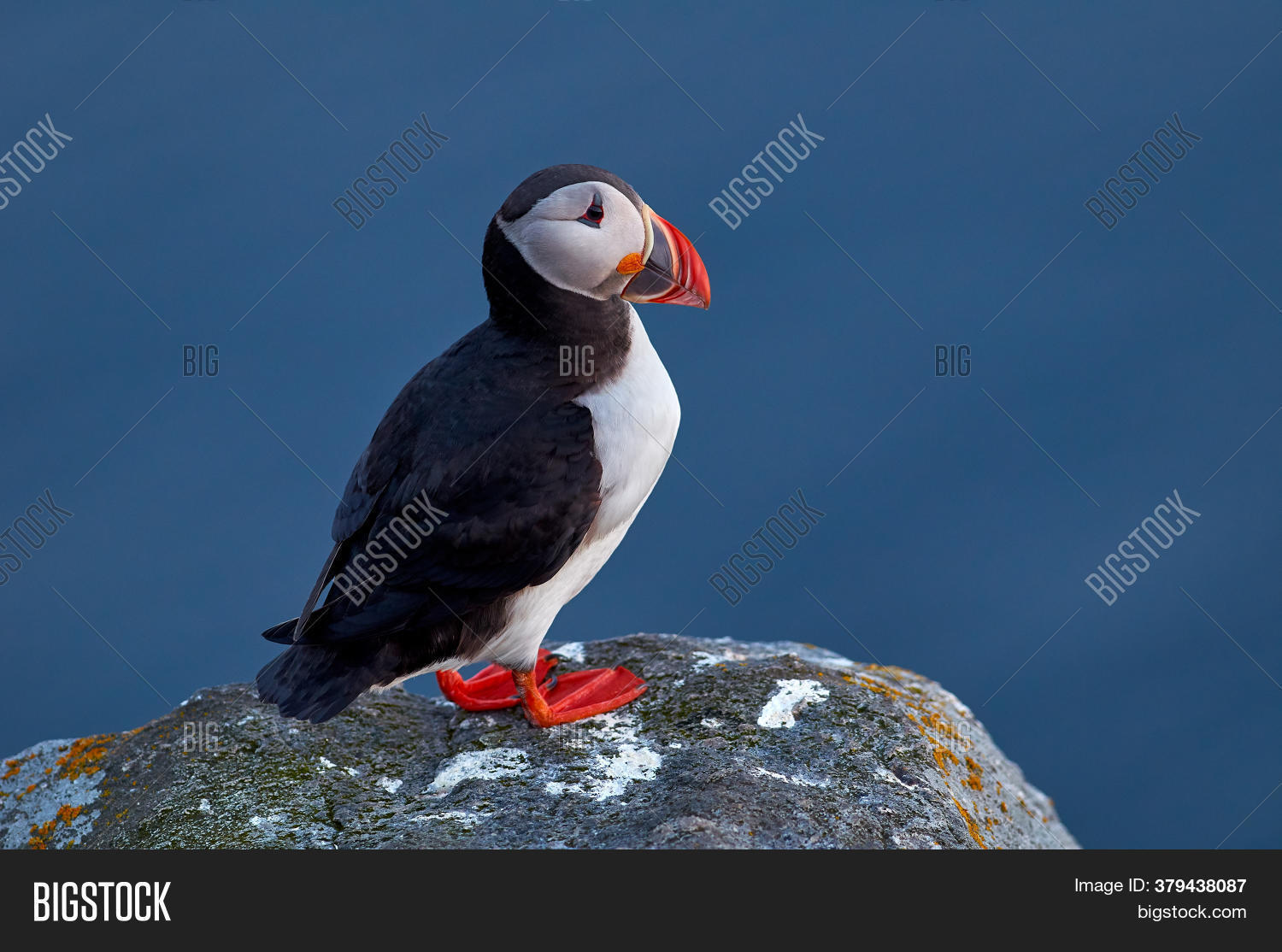 Cute Puffin Standing Image & Photo (Free Trial) | Bigstock