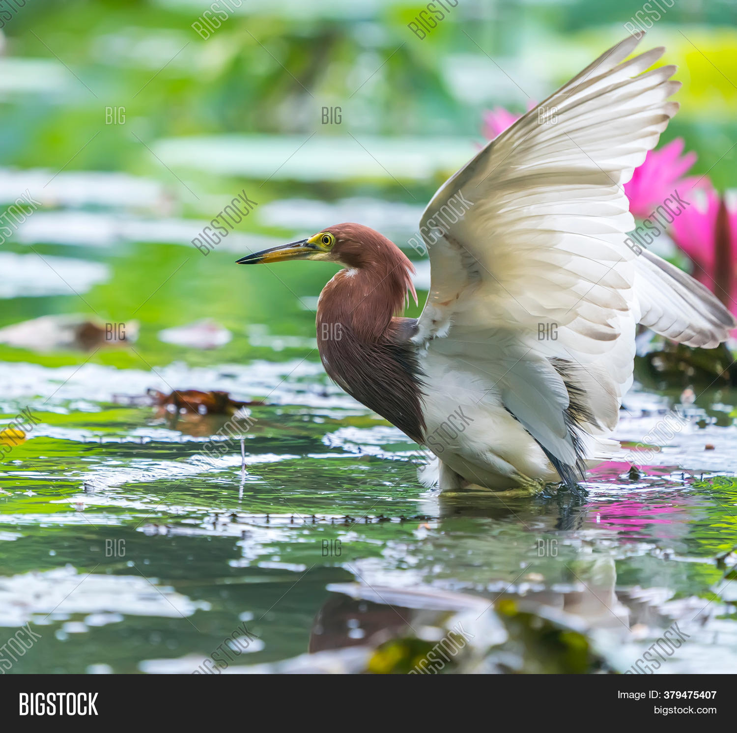 Pond Heron (Ardeola Image & Photo (Free Trial) | Bigstock