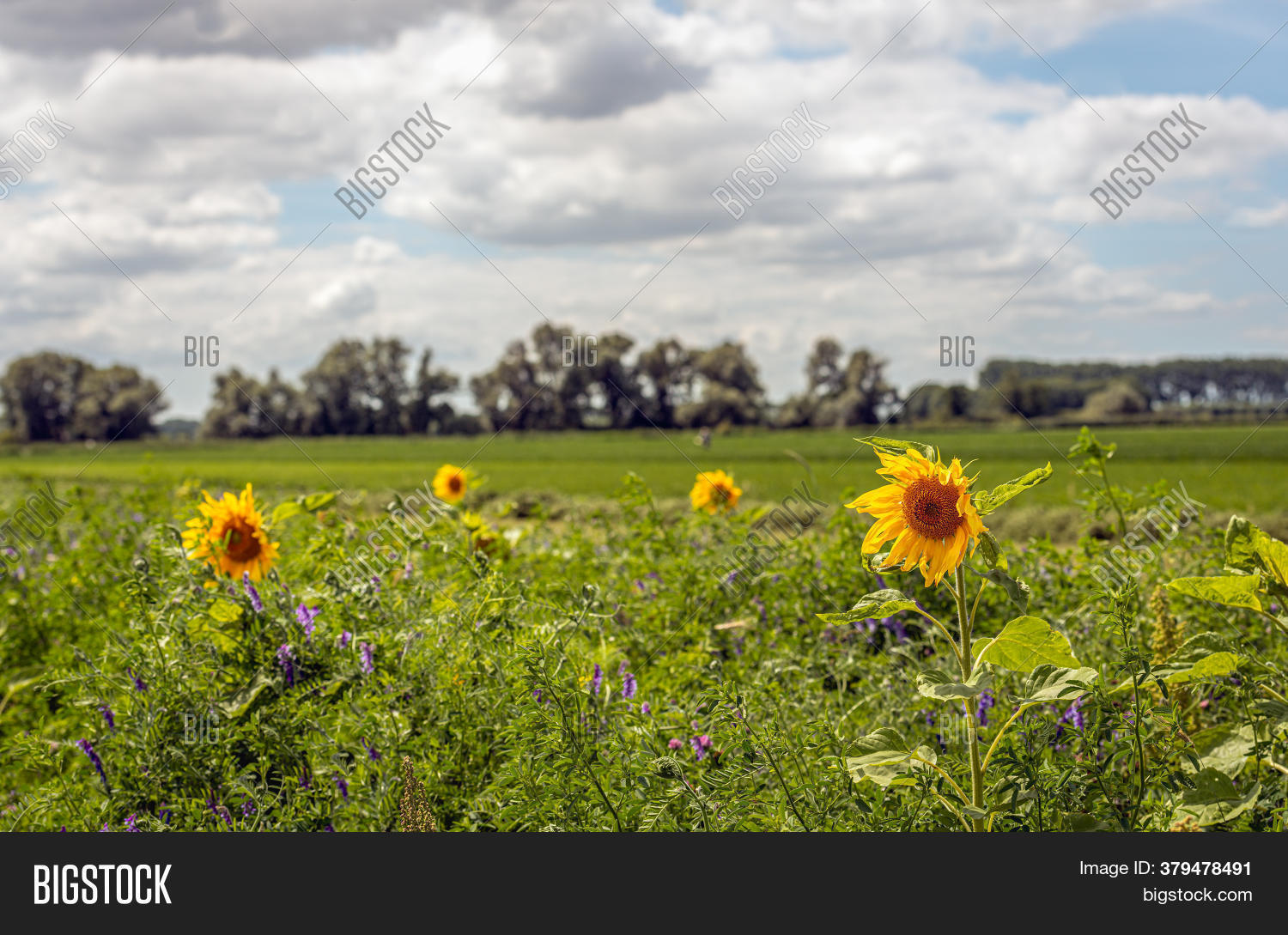 Colorful Field Edge Image & Photo (Free Trial) | Bigstock