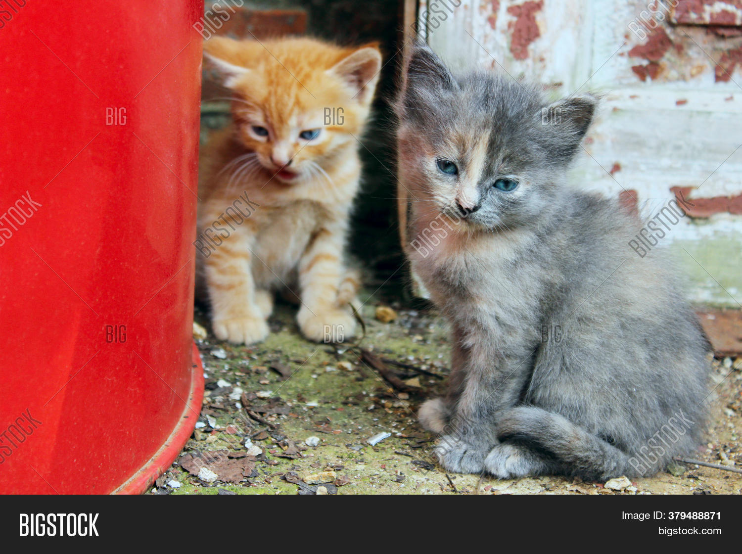 Two Stray Kittens Image & Photo (Free Trial) | Bigstock