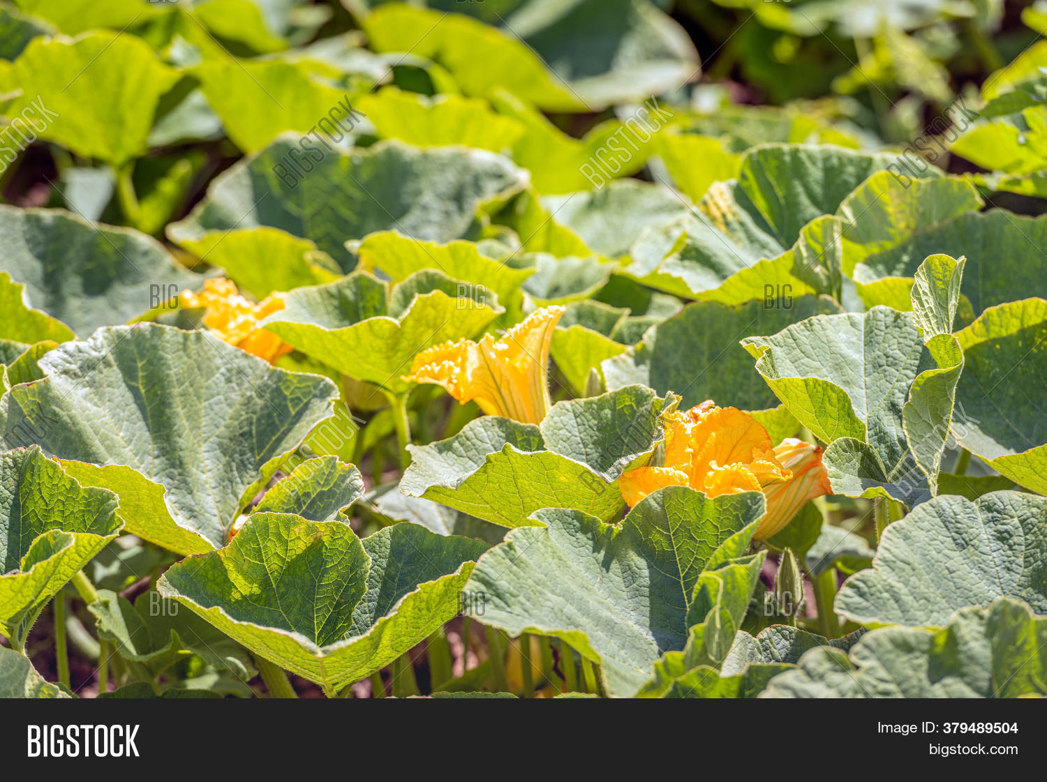 Closeup Yellow Image & Photo (Free Trial) | Bigstock