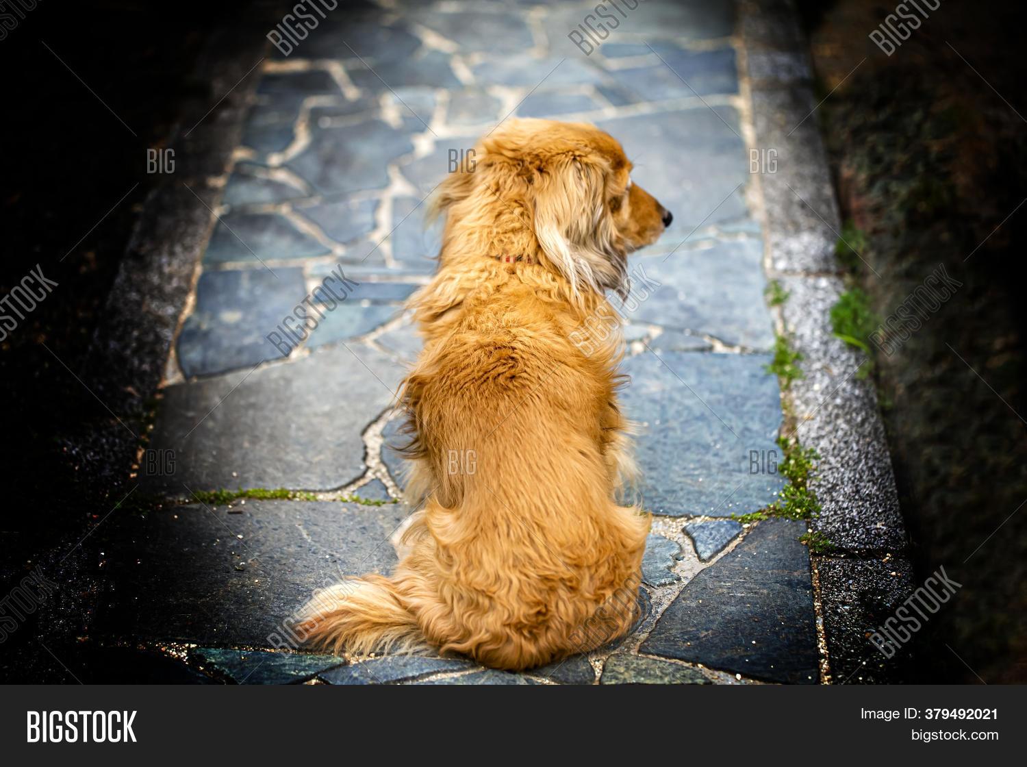 Dog Sitting Waiting Image & Photo (Free Trial) | Bigstock