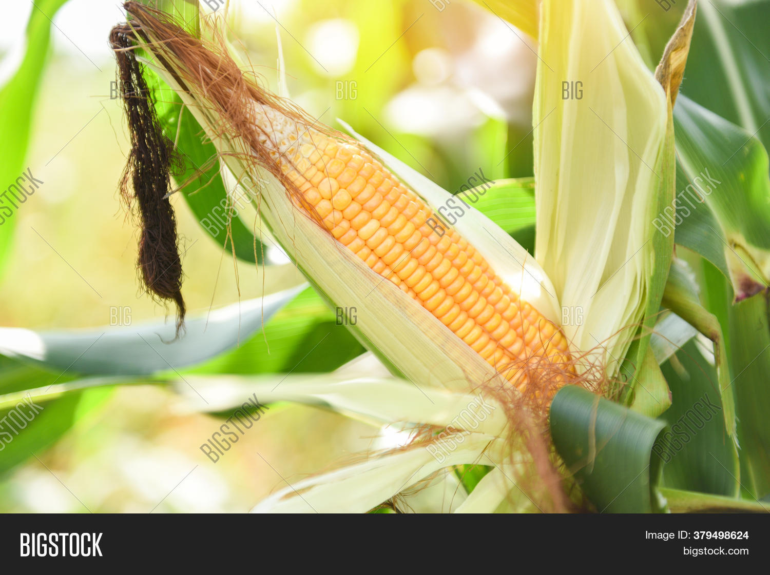 Ripe Corn Cob On Tree Image & Photo (Free Trial) | Bigstock