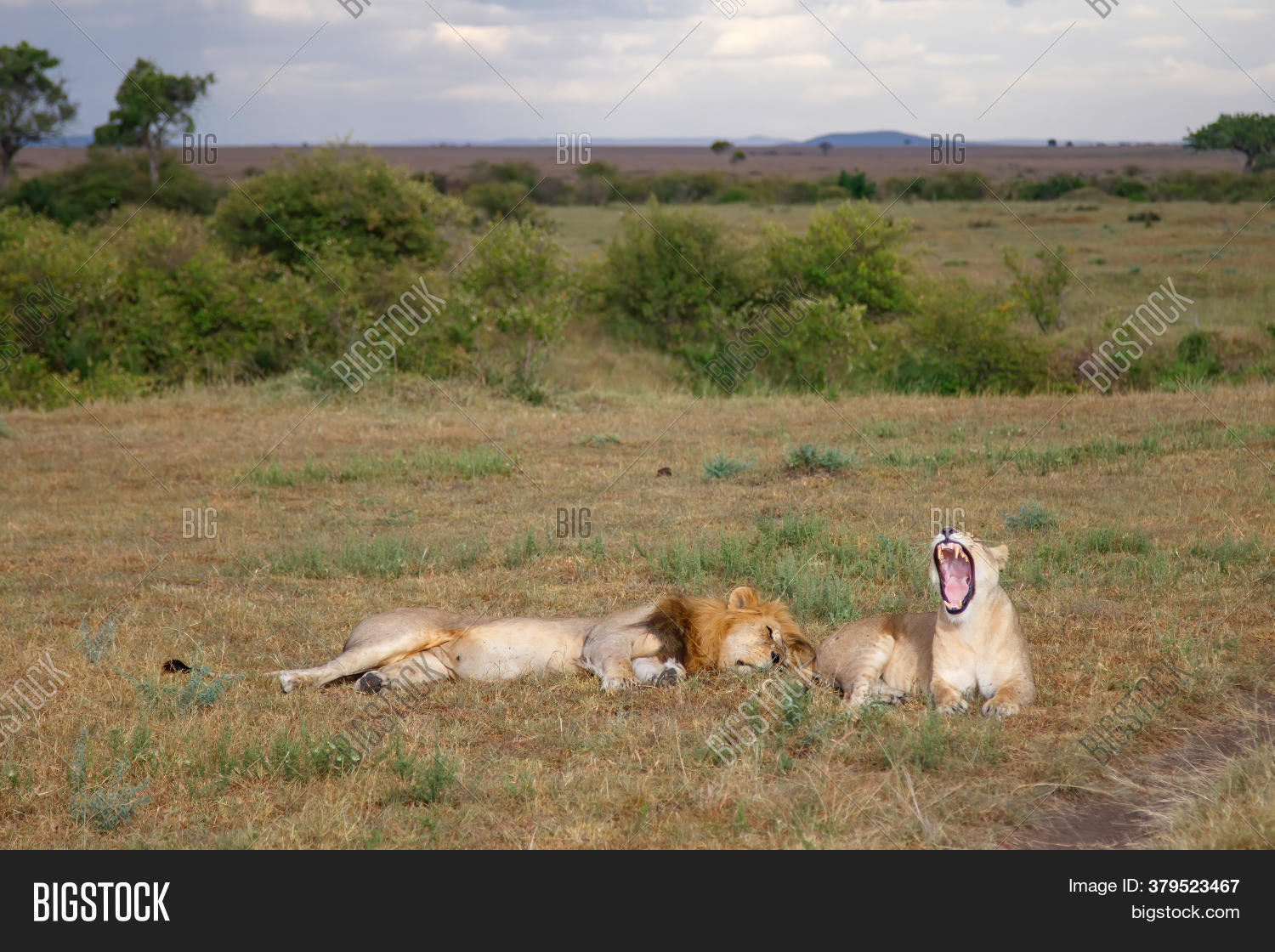 Lion Mating Couple Image & Photo (Free Trial) | Bigstock