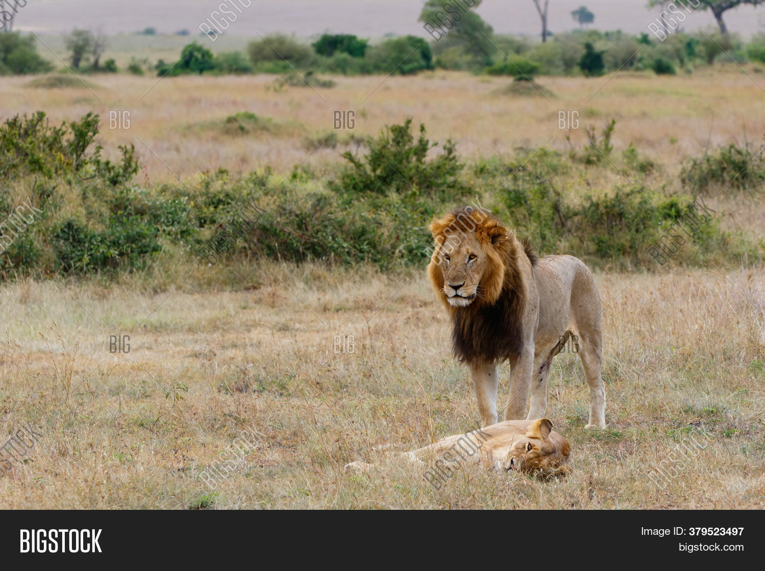 Lion Mating Couple Image & Photo (Free Trial) | Bigstock